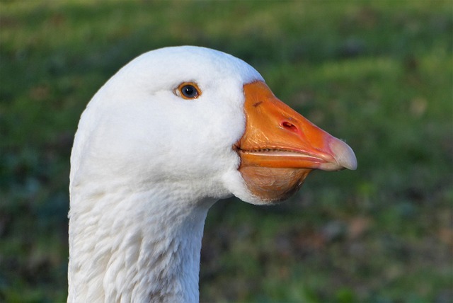 Goose Bird Animal White - Free photo on Pixabay - Pixabay