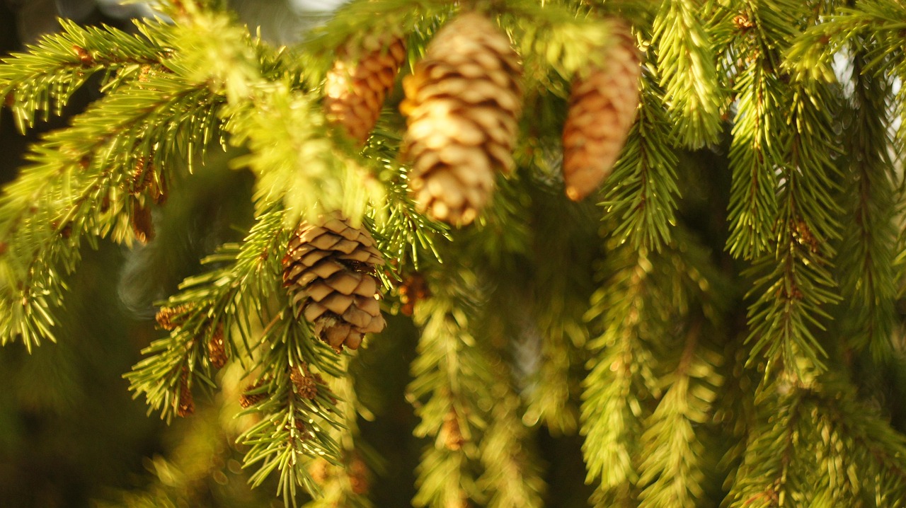 Forest Tree Nature Pine Free Photo On Pixabay Pixabay