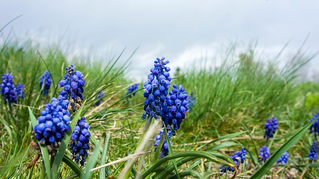 Jacinto Flores Azules - Foto gratis en Pixabay - Pixabay