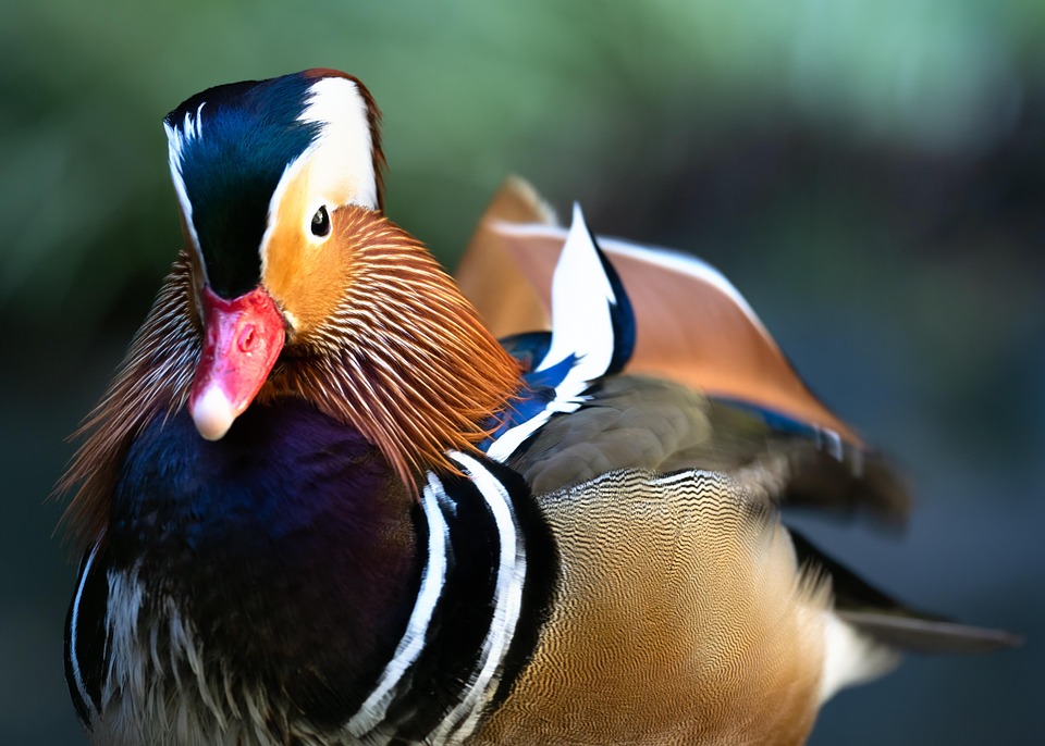 Pato Aix Galericulata Pássaro Ave - Foto gratuita no Pixabay - Pixabay
