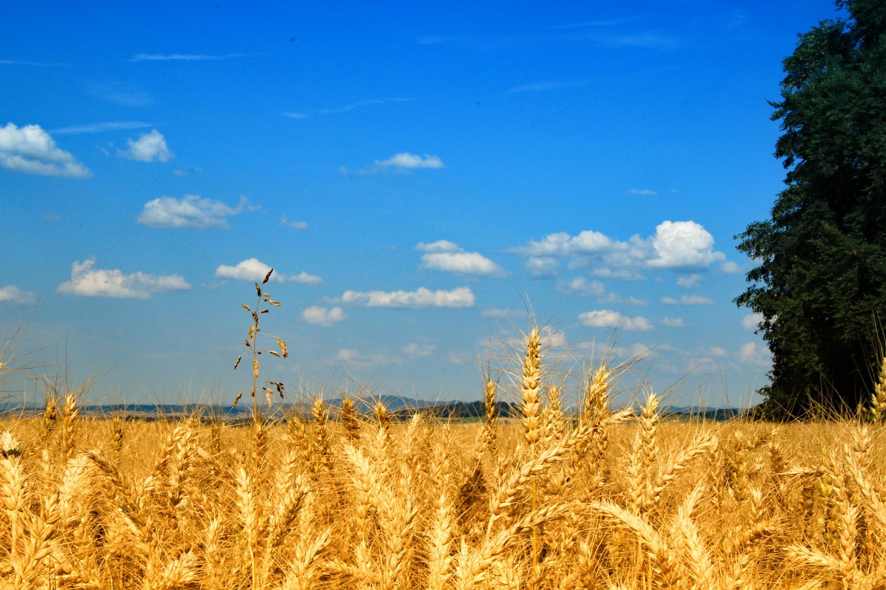 Wheat Agriculture Harvest - Free photo on Pixabay - Pixabay