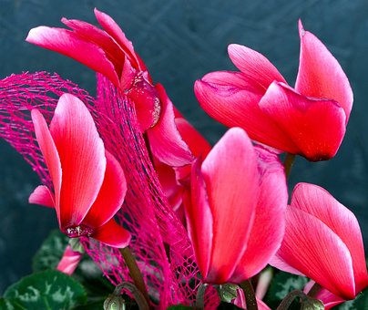 30+ Free Cyclamen Red & Cyclamen Images - Pixabay