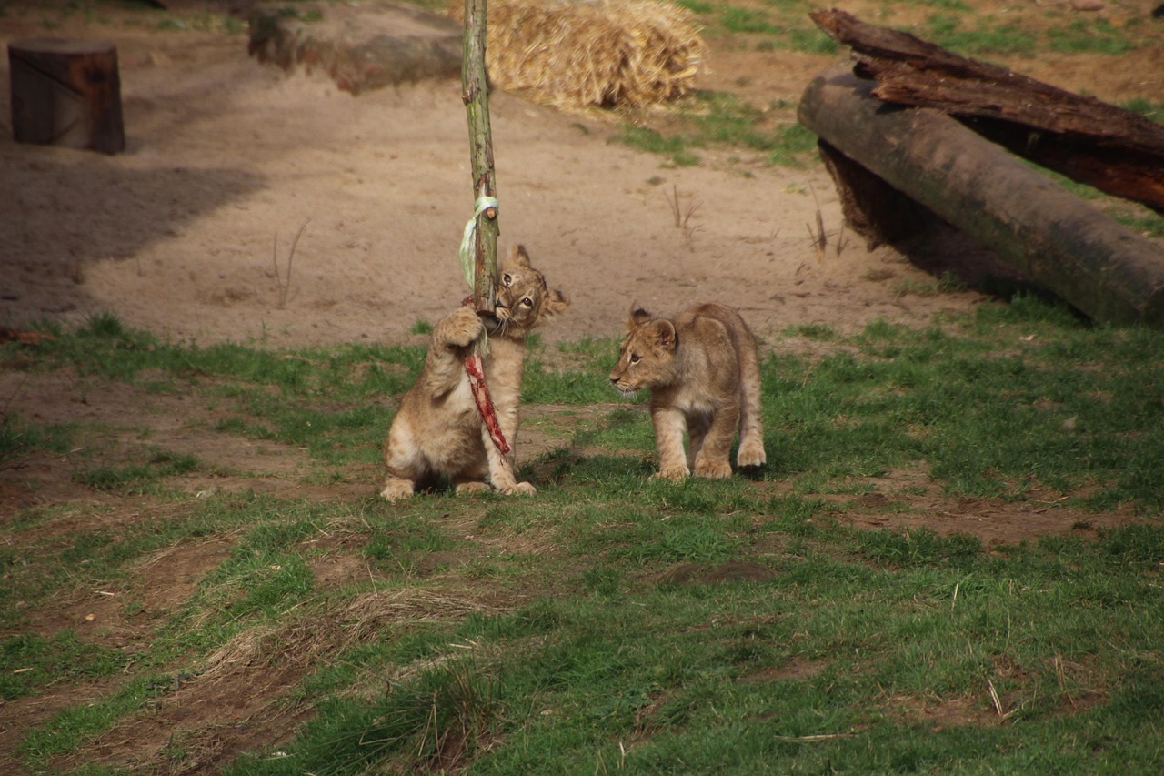 Baby Lions Babies Lion - Free photo on Pixabay - Pixabay