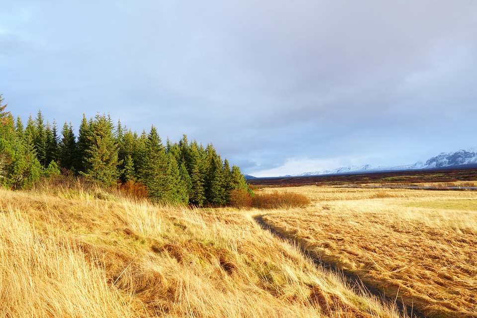 Nature Prairie Sur Le Terrain - Photo gratuite sur Pixabay - Pixabay
