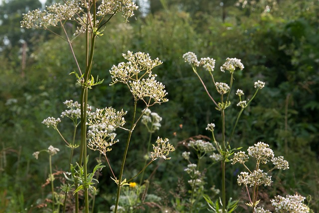 Alam Bunga-Bunga Padang Rumput - Foto gratis di Pixabay - Pixabay
