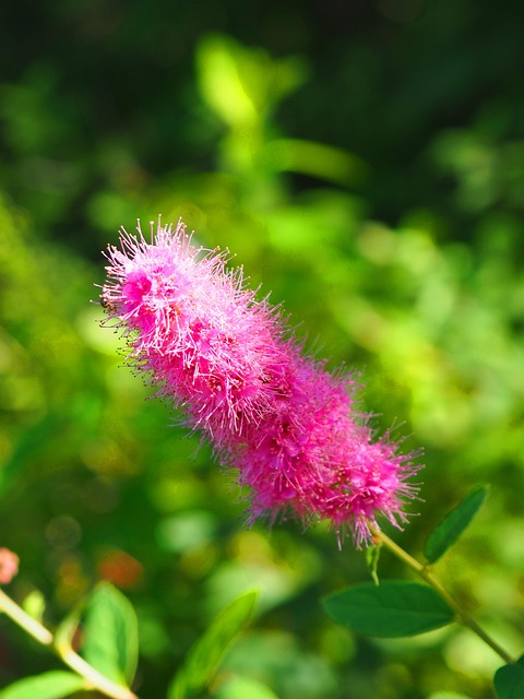 Plantes Botanique Fleur - Photo gratuite sur Pixabay - Pixabay