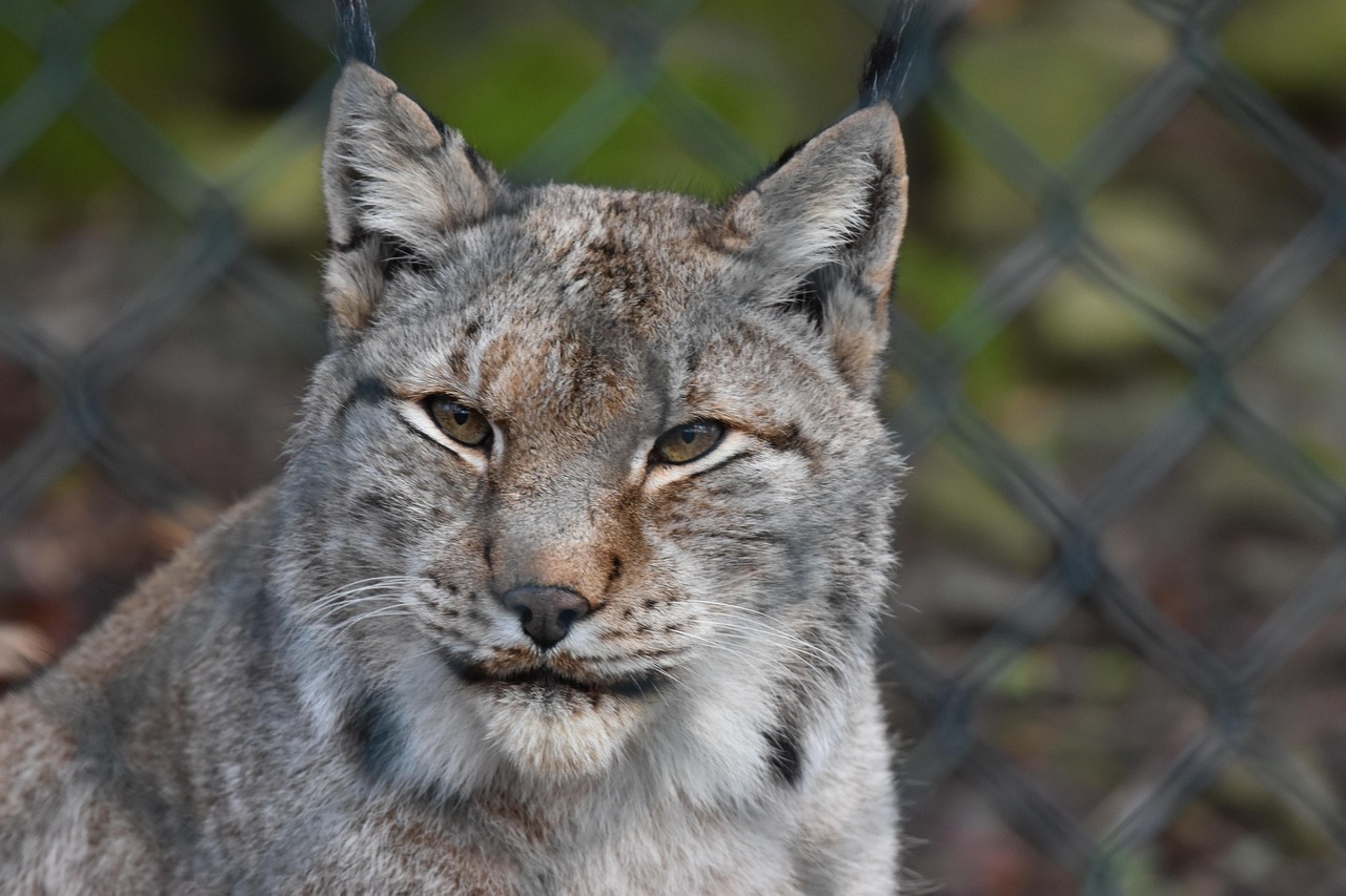 400+ Free Lynx Lynx & Animal Images - Pixabay