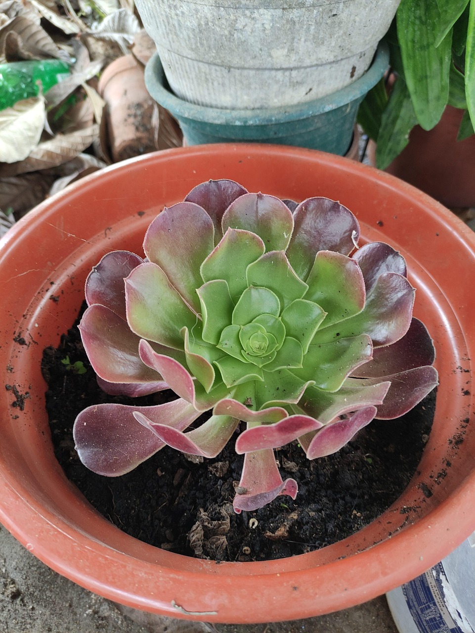 Aeonium Arboreum Suculenta Planta - Foto gratuita no Pixabay - Pixabay
