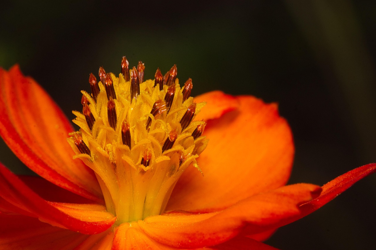 Flower Bloom Botany - Free photo on Pixabay - Pixabay