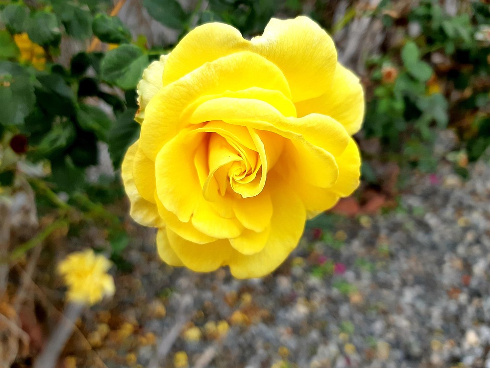 Roses Jaune Le Printemps - Photo gratuite sur Pixabay - Pixabay