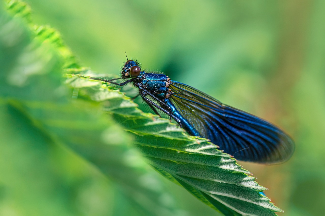 Dragonfly Beautiful Demoiselle - Free photo on Pixabay