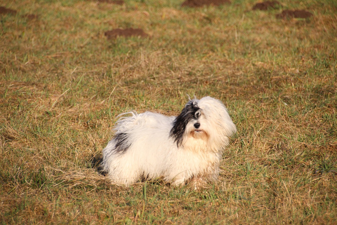30,000+ Free Small Dog Breed & Dog Images - Pixabay