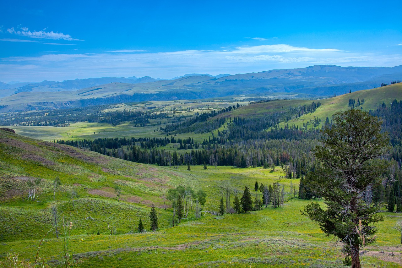 800+ Free Yellowstone National Park & Yellowstone Images - Pixabay