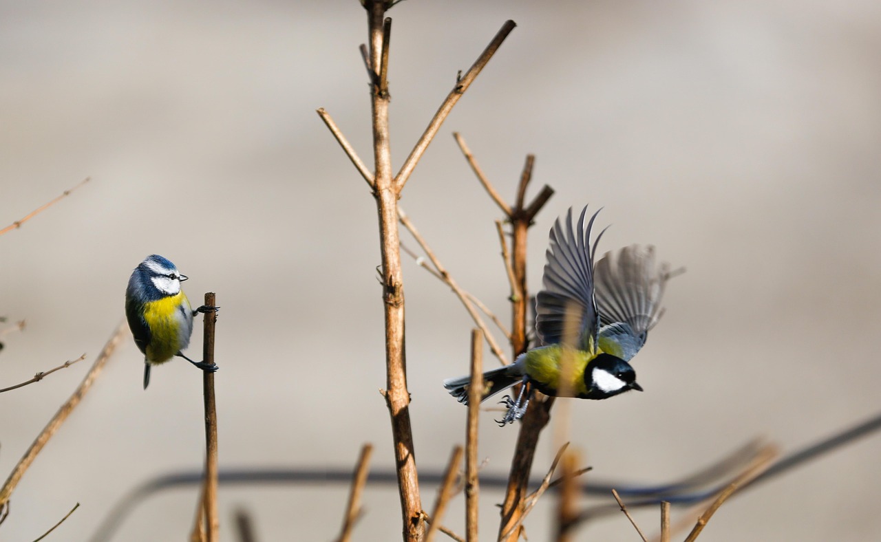 Aves Ornitología Parus Major - Foto gratis en Pixabay - Pixabay