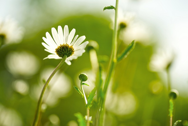 Natur Blume Botanik - Kostenloses Foto auf Pixabay - Pixabay