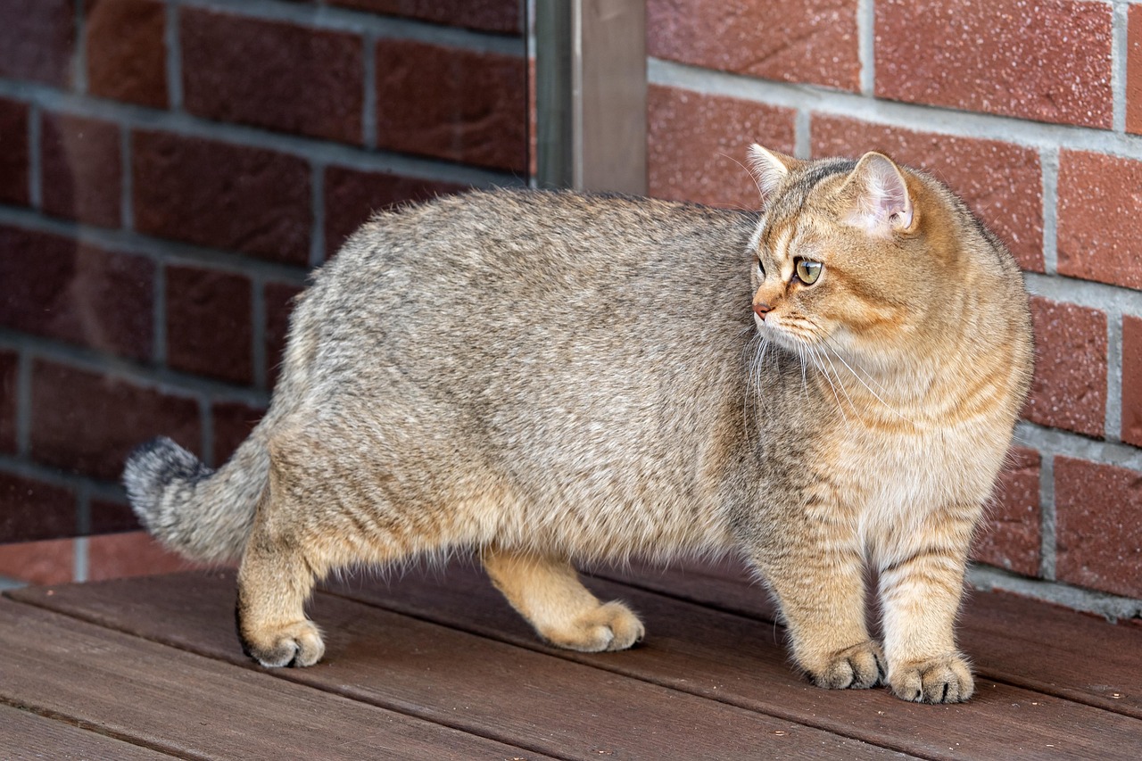 British Shorthair Arancione Tabby Tabby British Shorthair Cat: Info,