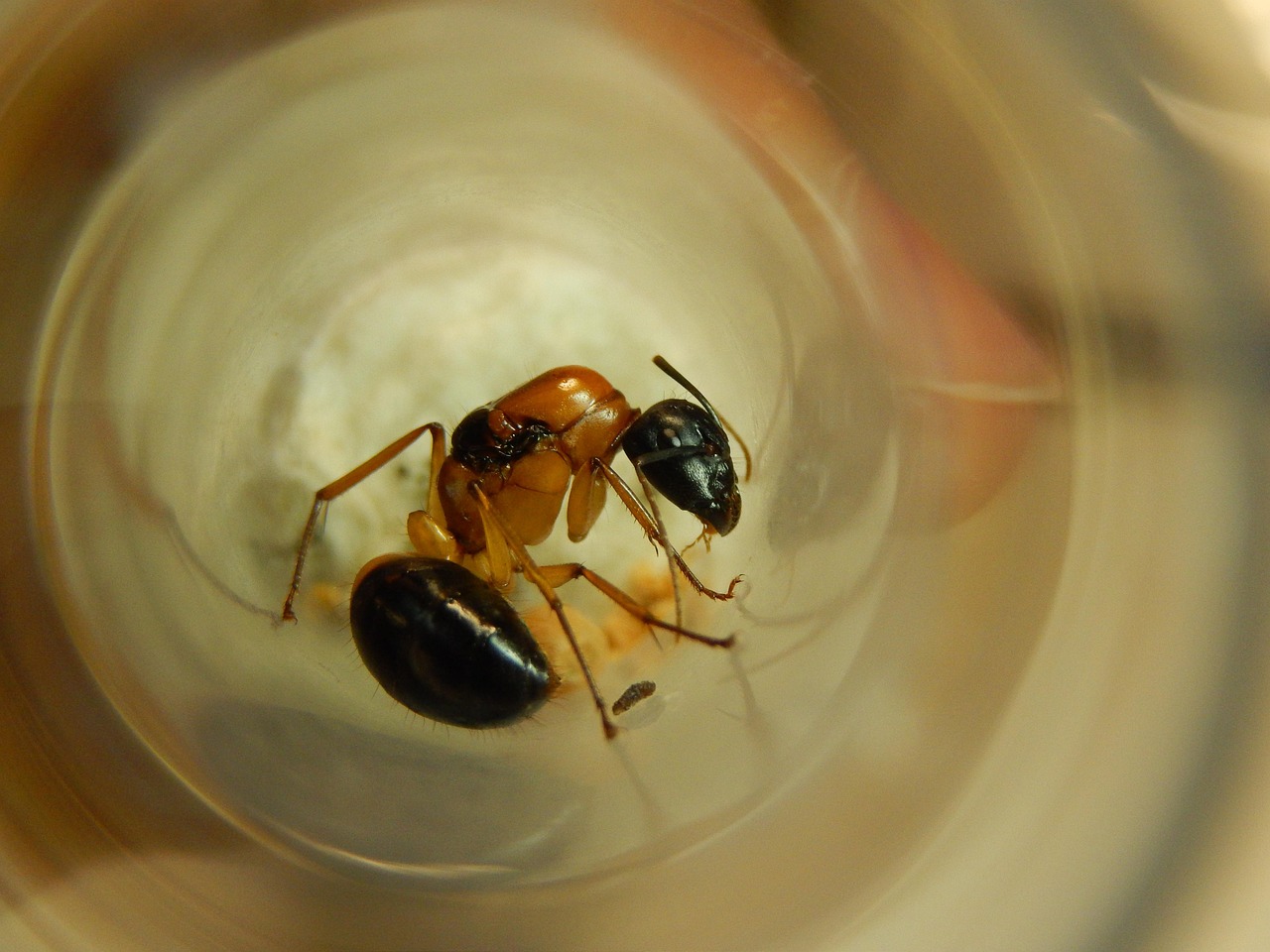 มดน้ำตาลแถบ Camponotus Consobrinus - ภาพฟรีบน Pixabay - Pixabay