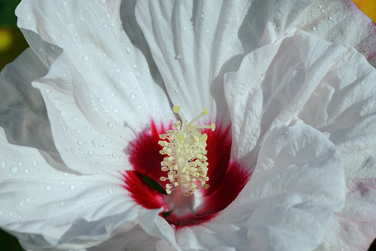 Hibiscus Fleur Blanche - Photo gratuite sur Pixabay - Pixabay