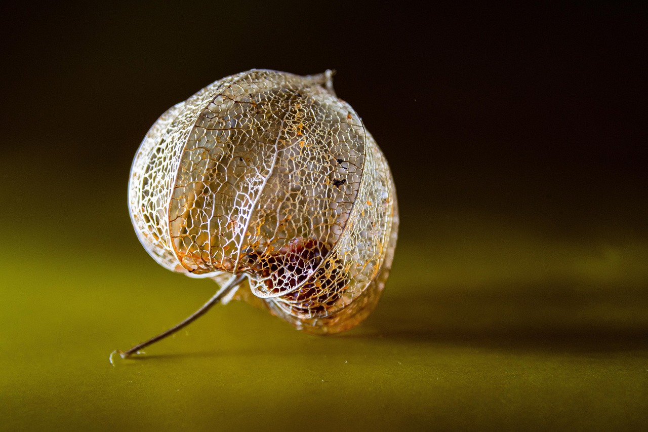 300+ Free Lampion & Nature Images - Pixabay