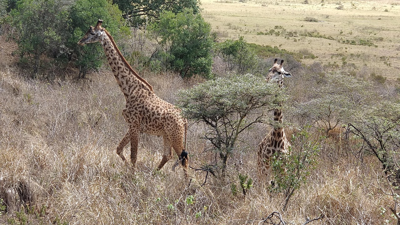 Africa Girafă Viata Salbatica - Fotografie gratuită pe Pixabay - Pixabay
