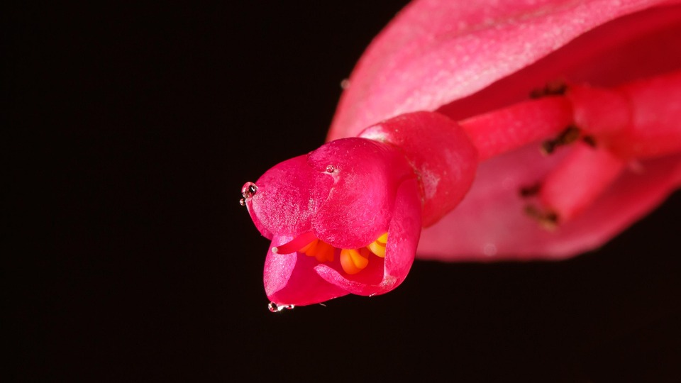 Medinilla Die Teuerste Blume Der Welt