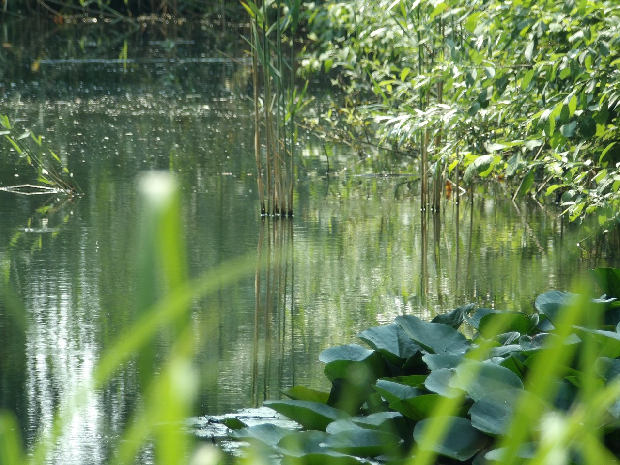 Wasser Sommer Frühling - Kostenloses Foto auf Pixabay - Pixabay