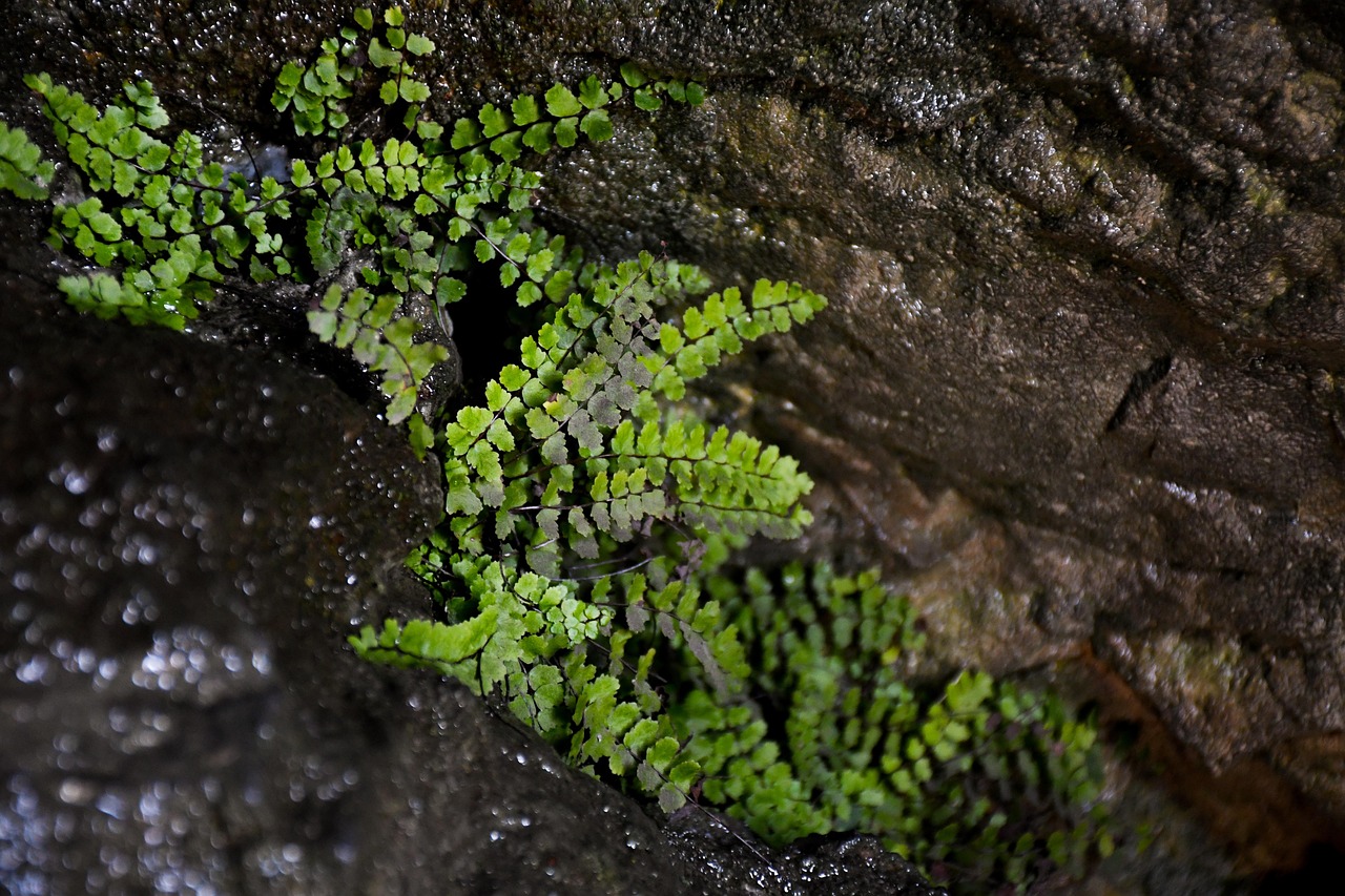 Fern Rock Cave - Free photo on Pixabay