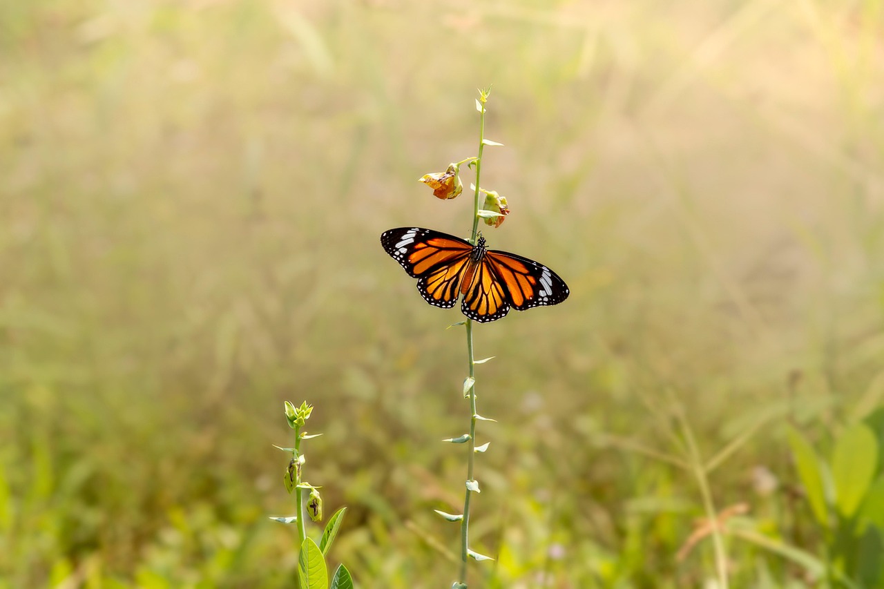 Common Tijger Vlinder Insect - Gratis foto op Pixabay - Pixabay