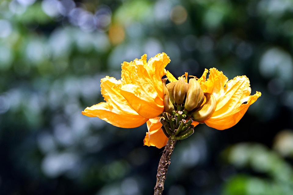 Flora Flower Nature - Free photo on Pixabay - Pixabay