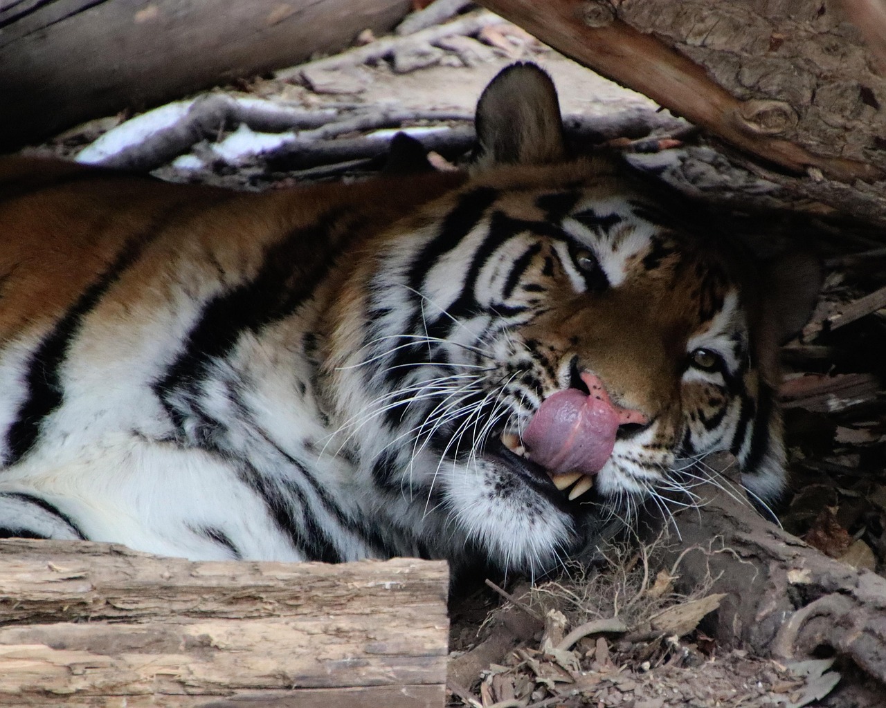 Satwa Harimau Kebun Binatang - Foto gratis di Pixabay - Pixabay