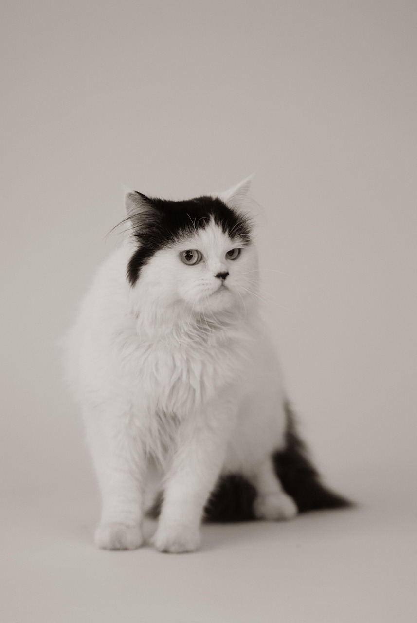Animal Gato Persa - Foto gratis en Pixabay - Pixabay