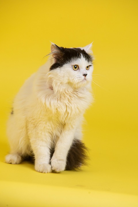 Animal Gato Persa - Foto gratuita no Pixabay - Pixabay