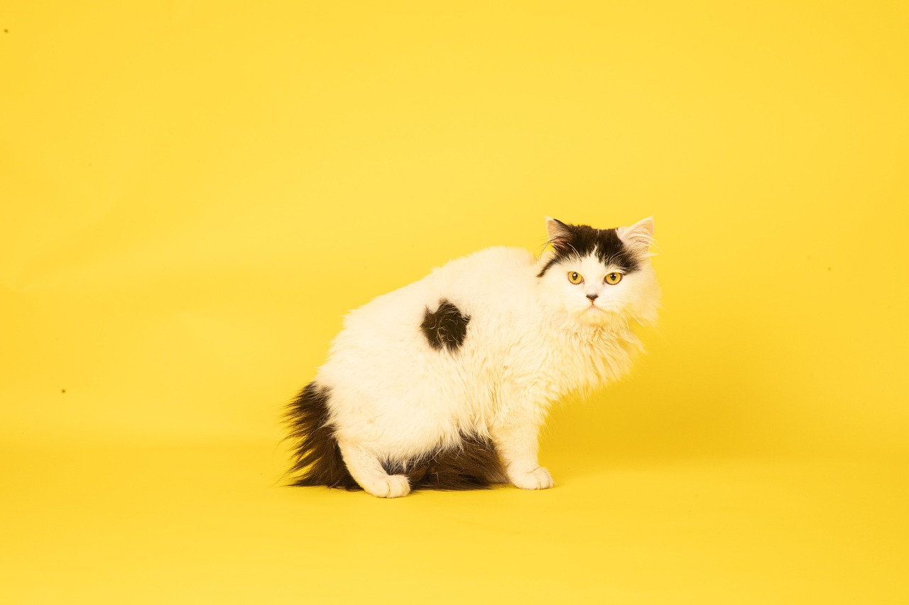 Mais de 300 imagens grátis de Gato Persa e Animal - Pixabay