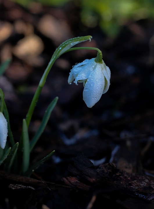 Fleur Perce-Neige Jardin Le - Photo gratuite sur Pixabay - Pixabay