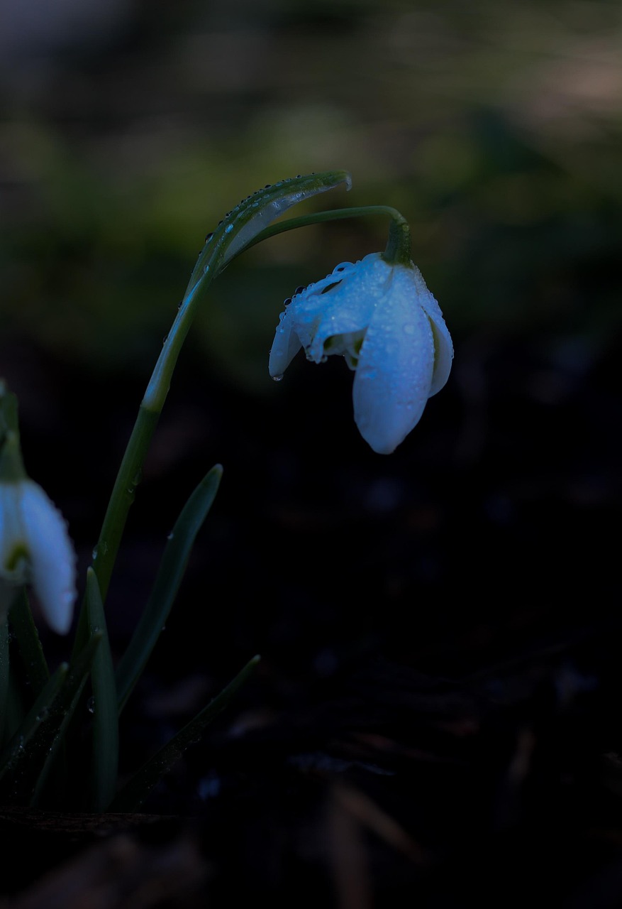 Fleur Perce-Neige Le Printemps - Photo gratuite sur Pixabay - Pixabay