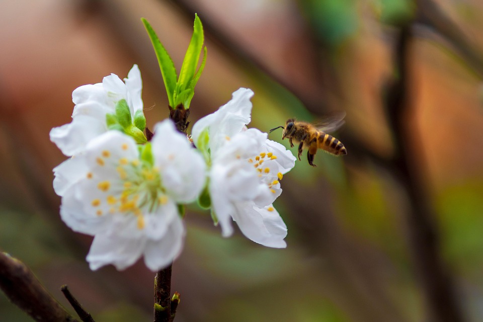White Flowers Pollination Bee - Free photo on Pixabay - Pixabay