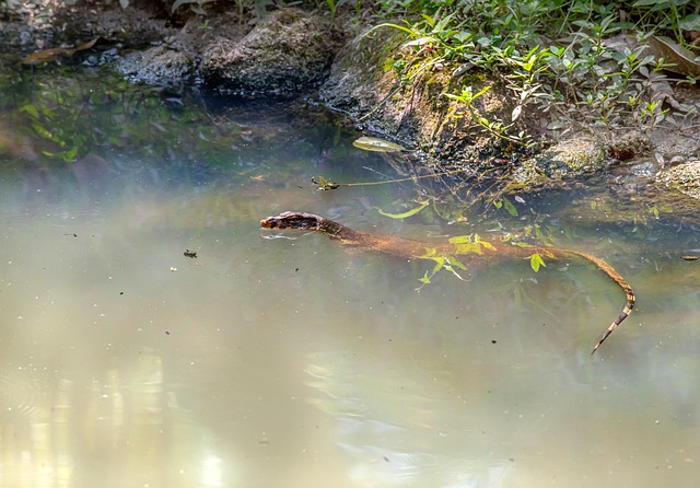 Asian Water Monitor Animal - Free photo on Pixabay - Pixabay