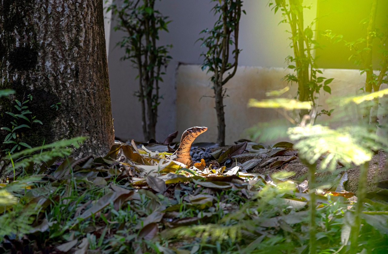 40000+ Asian Water Monitor & ảnh Thiên Nhiên miễn phí - Pixabay