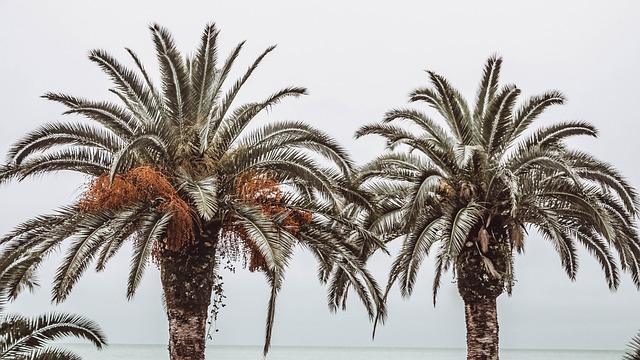 Palm Trees Nature Tropical - Free photo on Pixabay - Pixabay