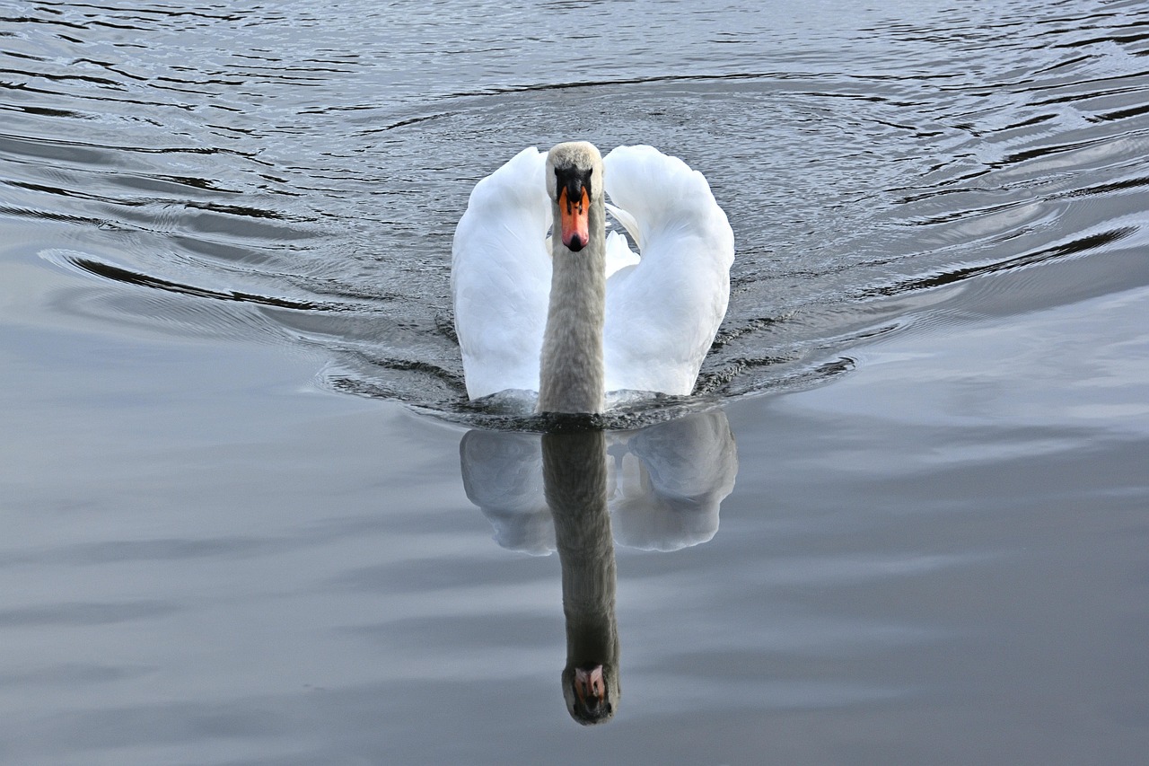 10,000+ Free Swan & Nature Images - Pixabay