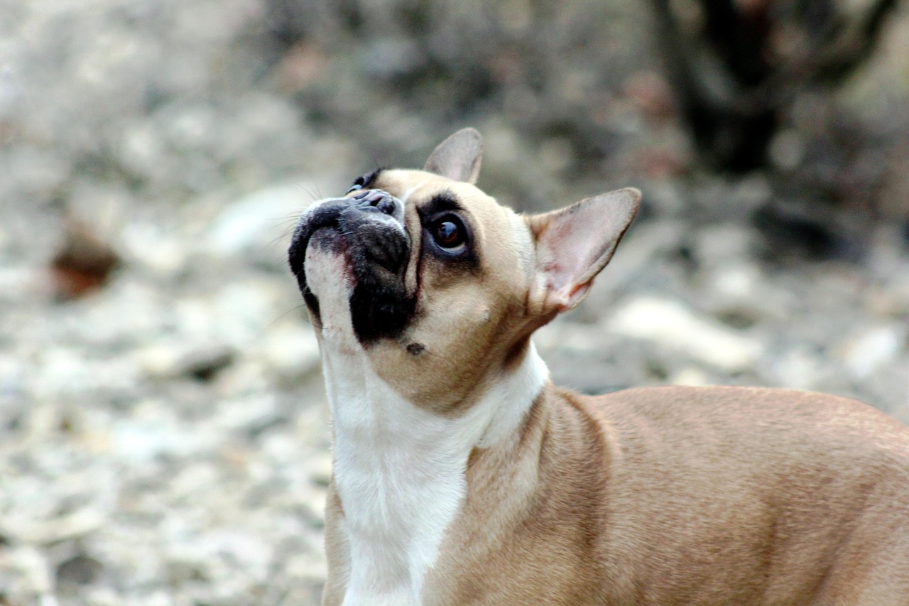 Bouledogue Français Chien Animal - Photo gratuite sur Pixabay - Pixabay