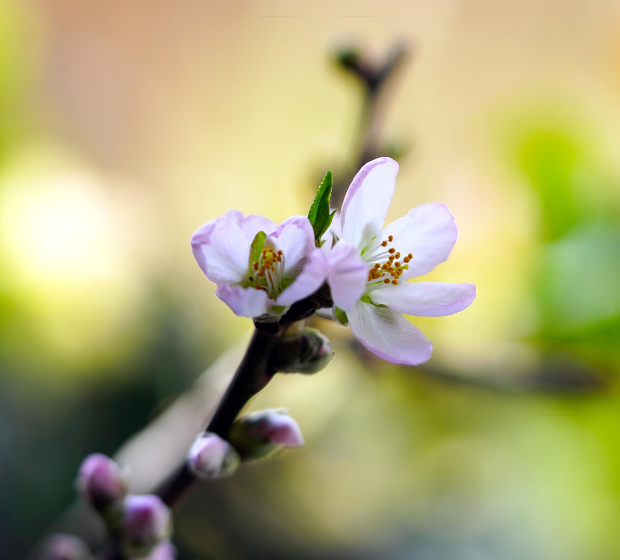 Flor De Almendro Flores Árbol - Foto gratis en Pixabay - Pixabay