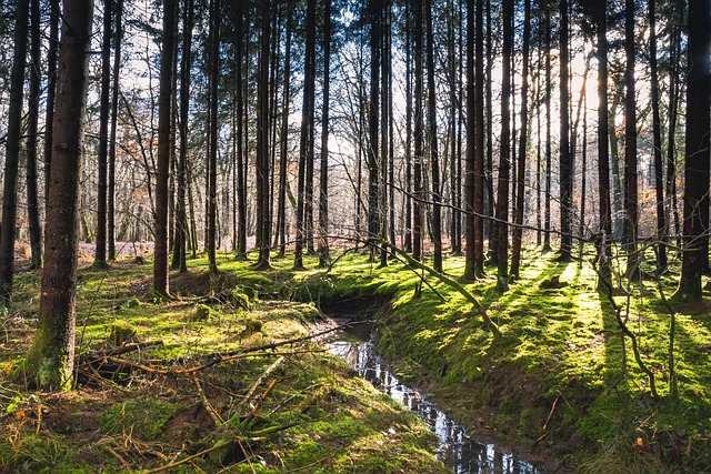 Nature Des Arbres Forêt Les - Photo gratuite sur Pixabay - Pixabay