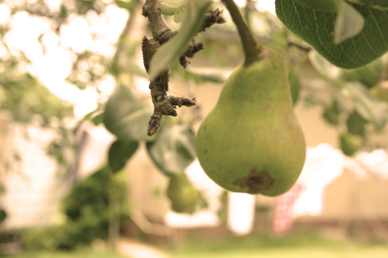 Pear Fruit Food - Free photo on Pixabay - Pixabay