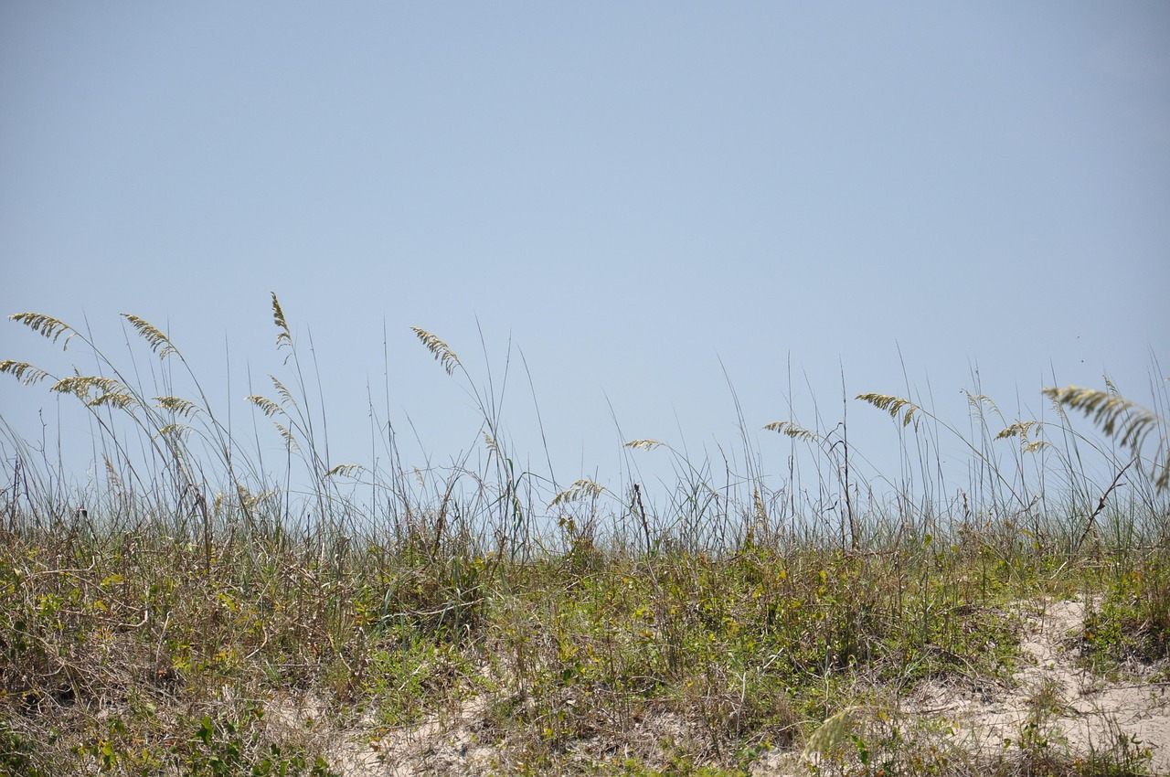 Shore Grass Beach - Free photo on Pixabay - Pixabay