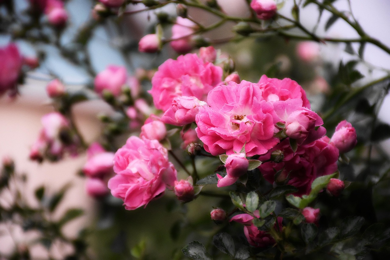 Fleurs Le Printemps Nature Des - Photo gratuite sur Pixabay - Pixabay