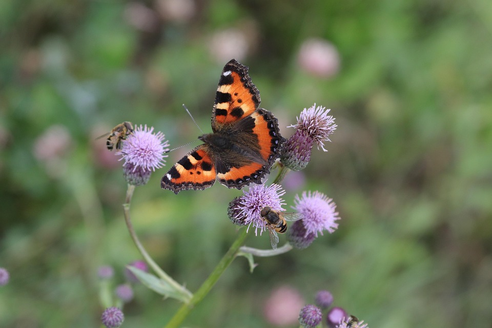 Butterfly Pollination Flower - Free photo on Pixabay