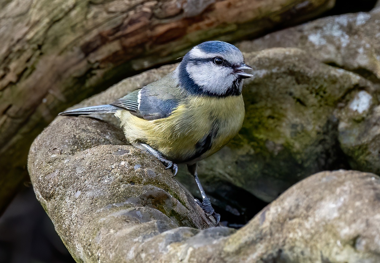 Blue Tit Bird Animal - Free photo on Pixabay - Pixabay