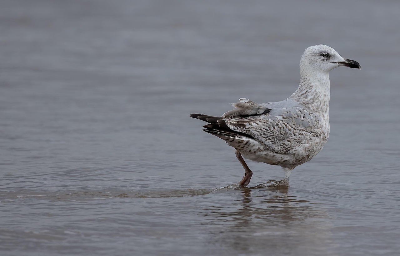 Gull Seagull Lake - Free photo on Pixabay - Pixabay