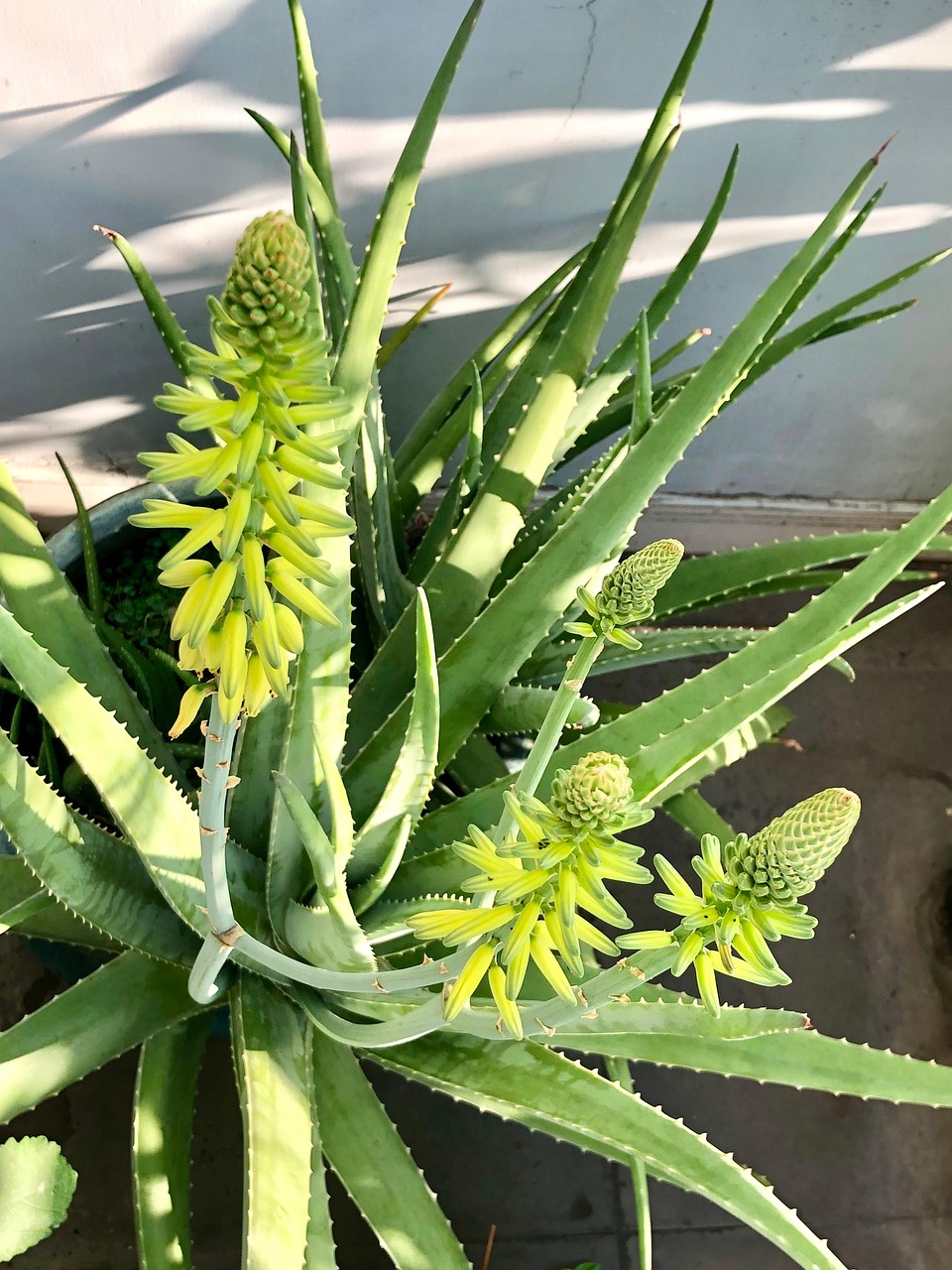 Blooing Aloe Vera Tree Flower - Free photo on Pixabay